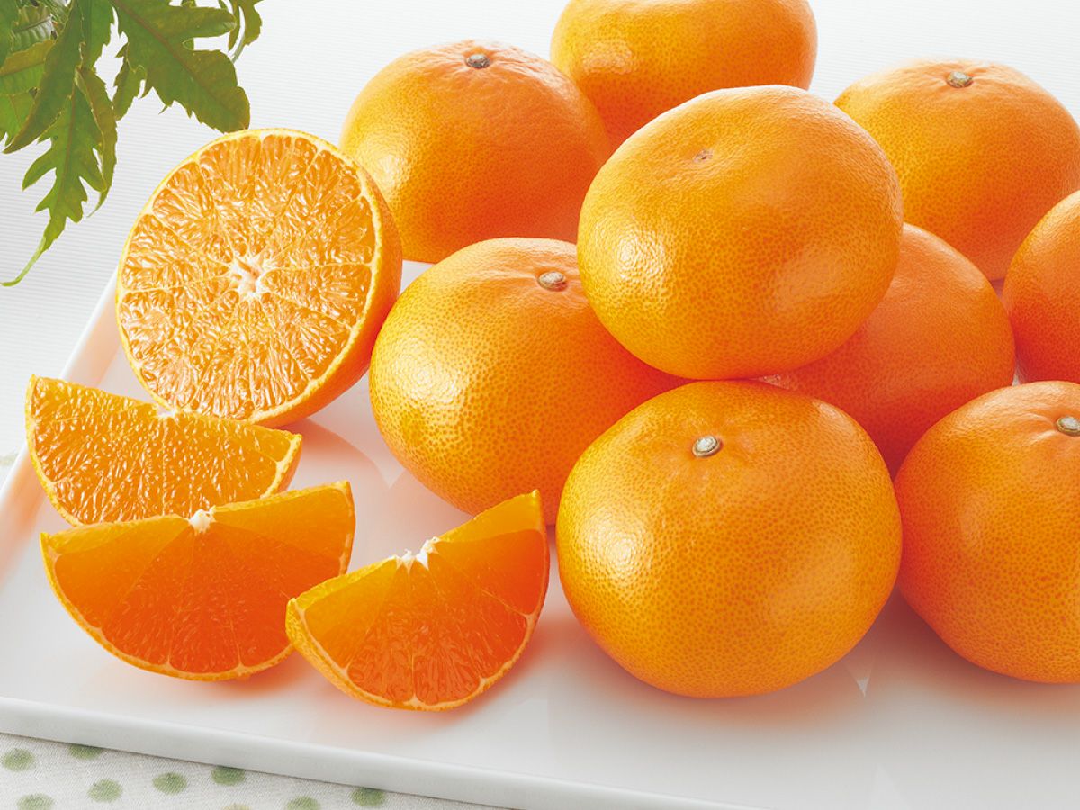 せとか｜柑橘の大トロ！産地直送｜ みかんのことなら「のま果樹園」